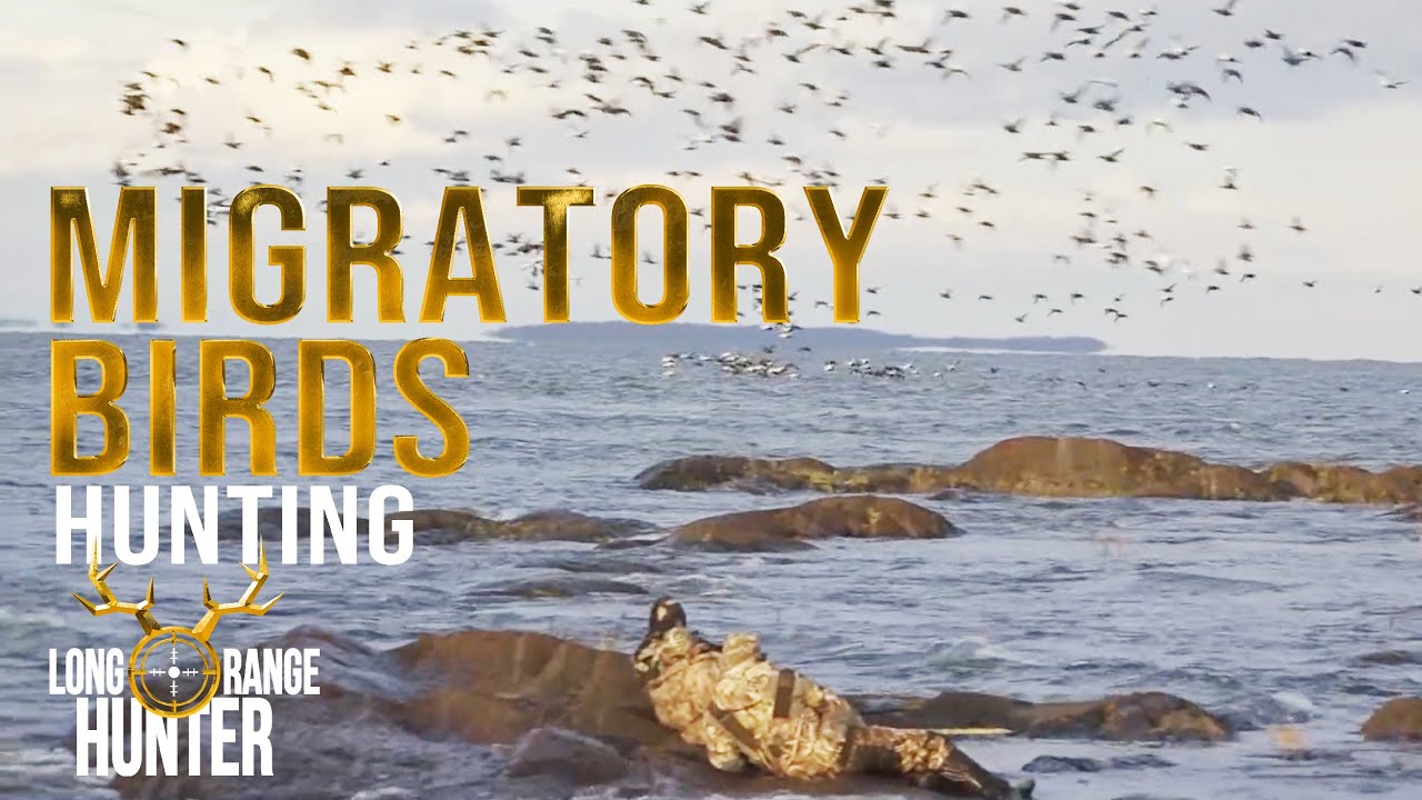 Épisode 8 : Migratory birds hunting - YouTube