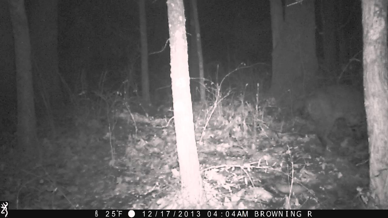 Bobcat at night - YouTube