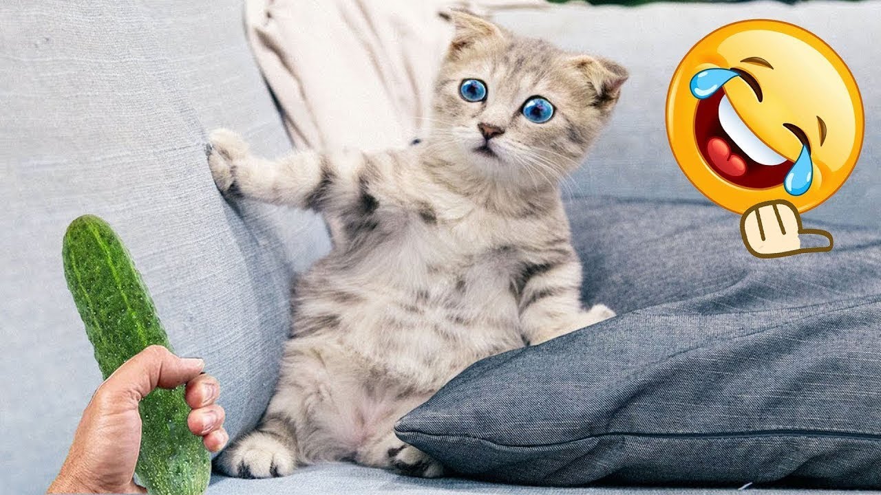 Funny Cats That Make Your Heart Flutter - Latest Funny Animals 2024 ...