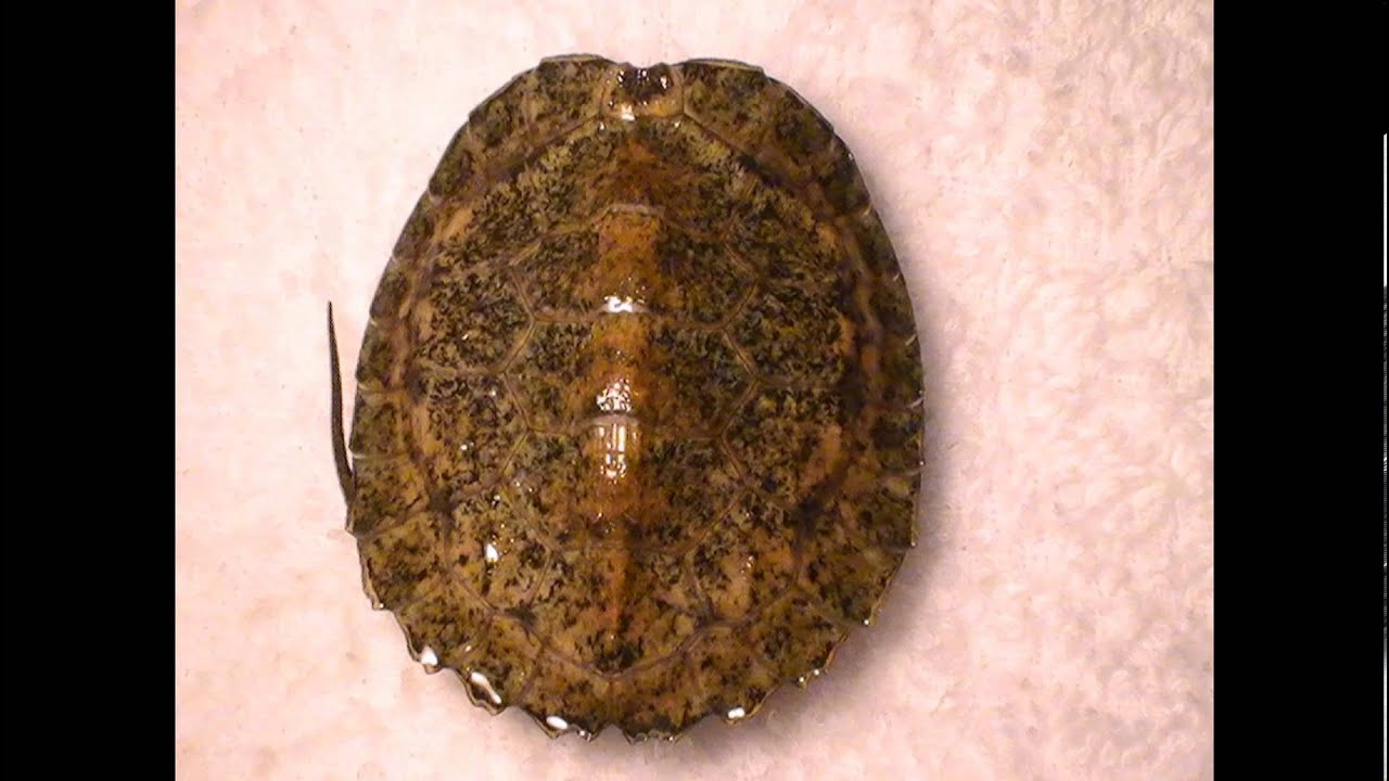 C.B TURTLES OF JAPAN(Japanese pond turtle) ニホンイシガメ自家繁殖仔 - YouTube
