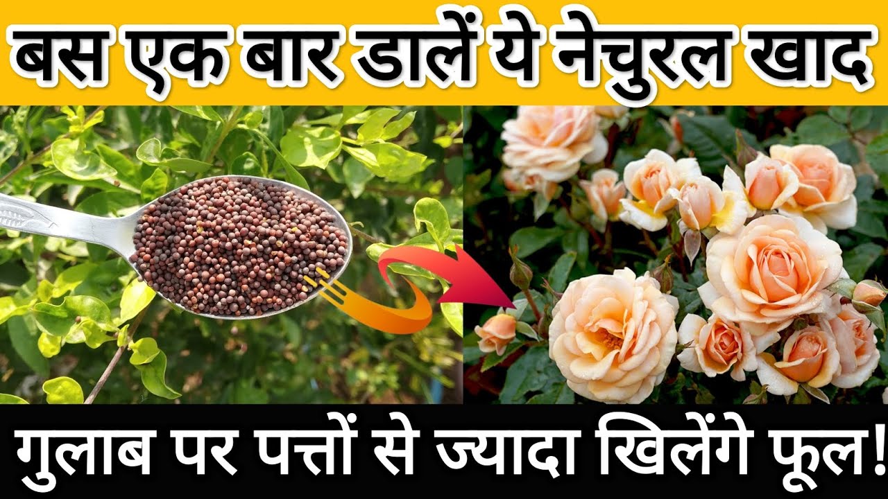 Best homemade natural fertilizer for rose plant. Rose plant growing ...