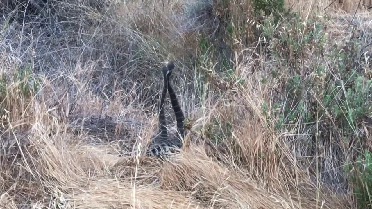 Rattlesnake Dance, Mating, Battle? - YouTube