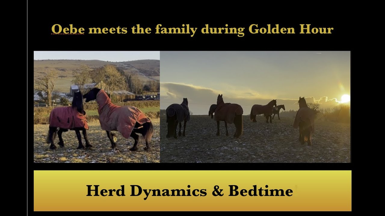 Friesian rescue Oebe - HERD DYNAMICS at the Golden Hour - YouTube