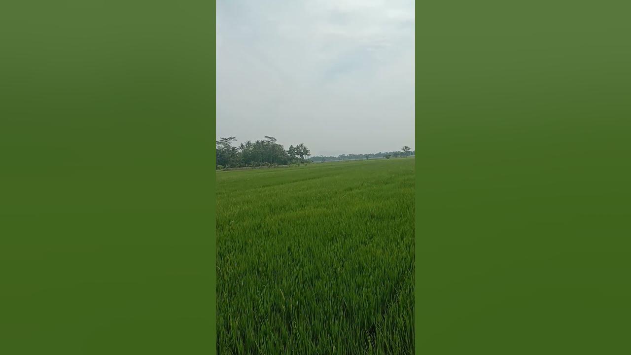 chenel tanjakan 21 jalan persawahan - YouTube