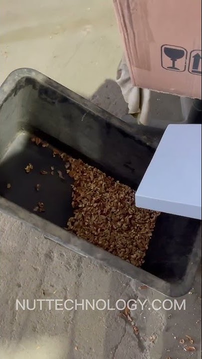 Separating the kernel from the walnut shell. Sorting machine - YouTube