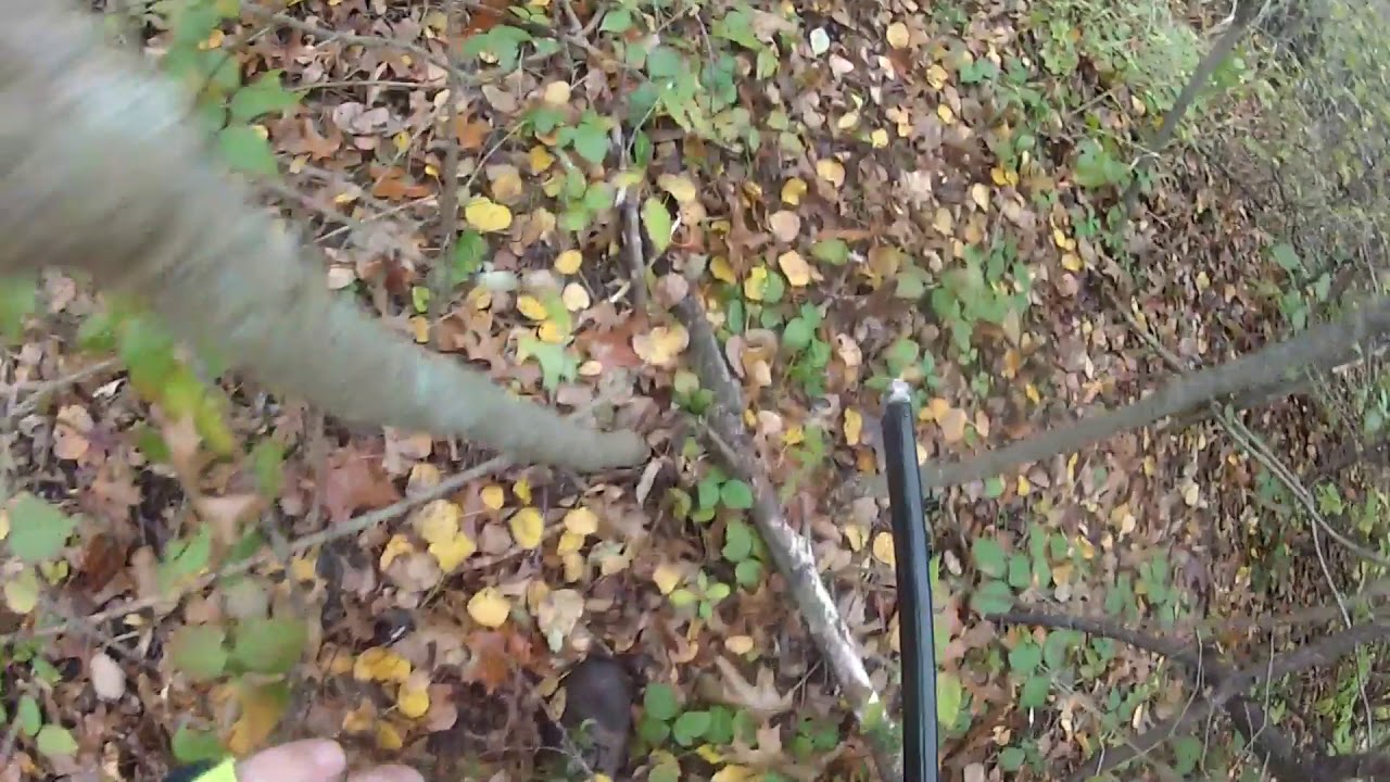 denine and kath southern wi woodcock hunt oct 2017 - YouTube