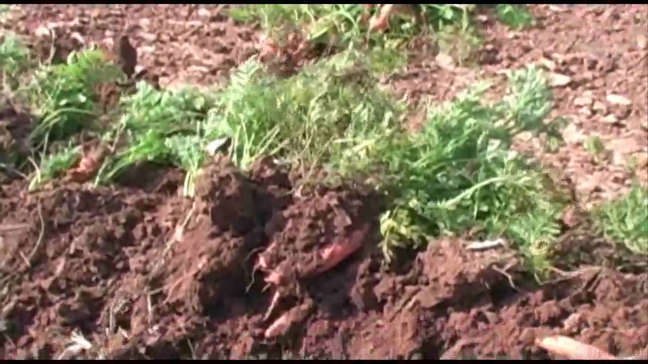 Digging Carrots - March 2010 - Growing a Vegetable Garden - YouTube