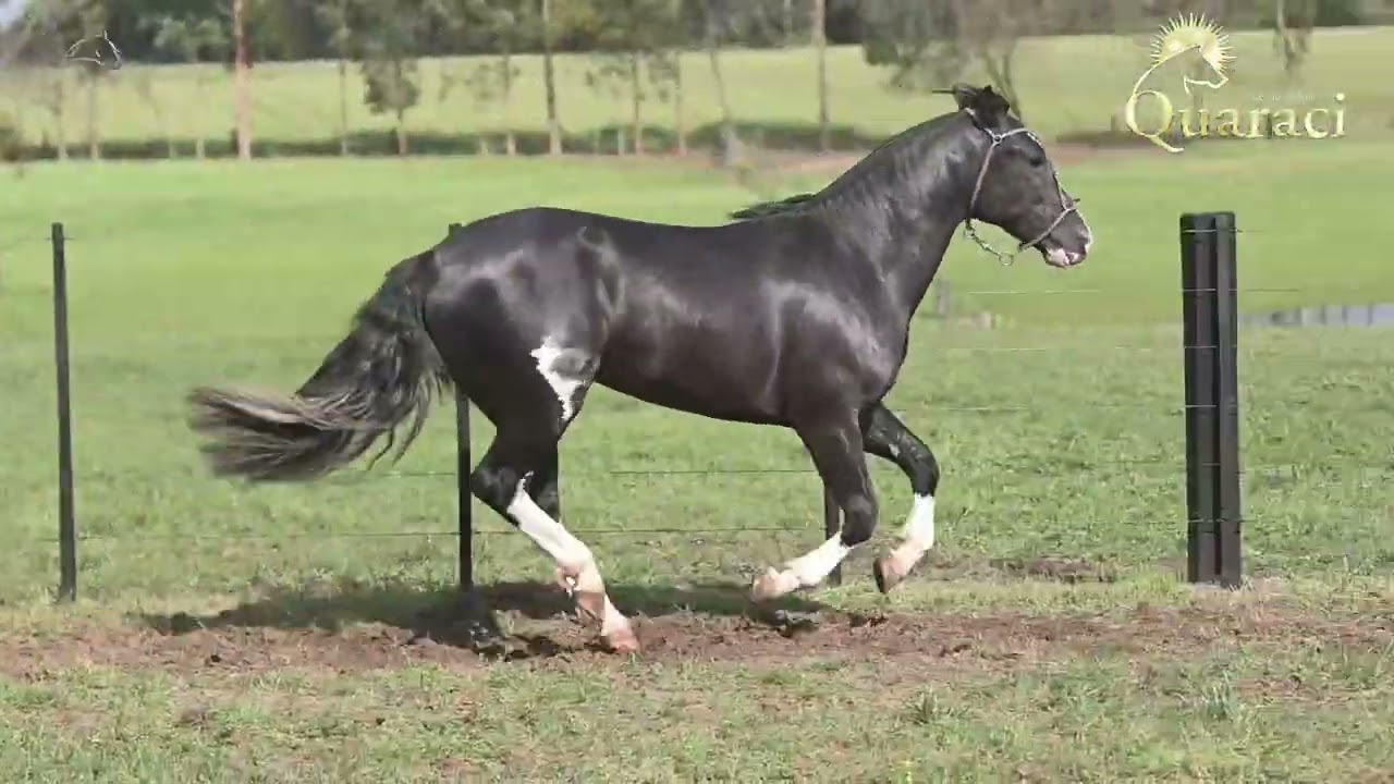 Emperador de Quaraci - YouTube