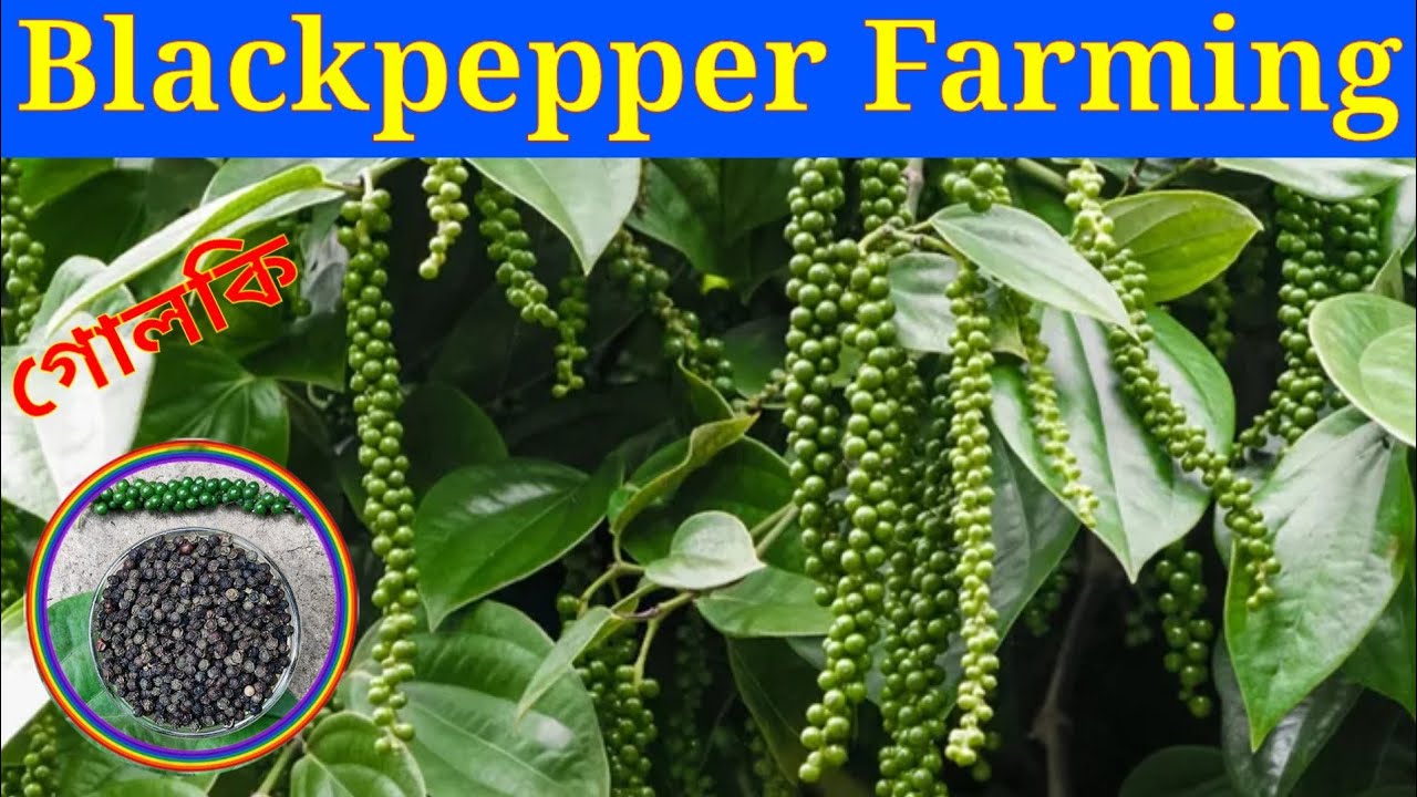 Blackpepper farming ! Blackpepper farming in india ! Blackpepper ...