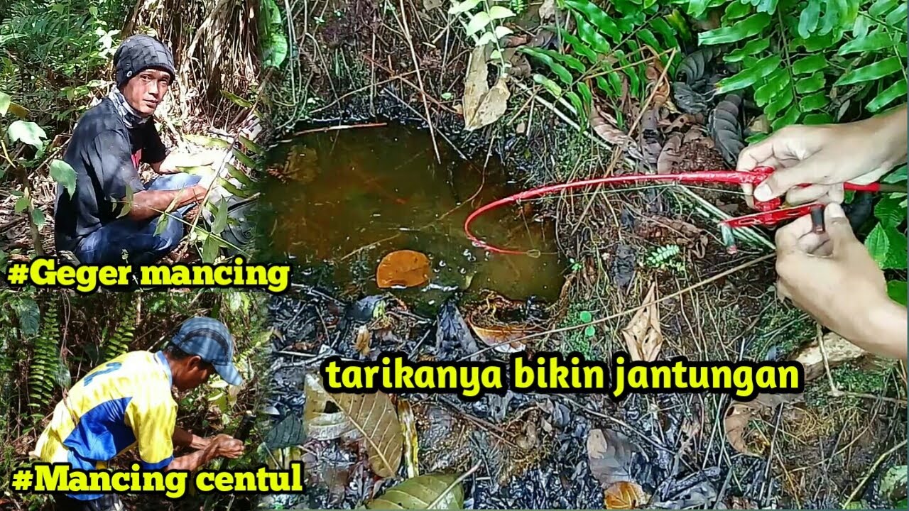 MANCING BARENG GEGER MANCING DAN MANCING CENTUL#Geger Mancing #MANCING ...