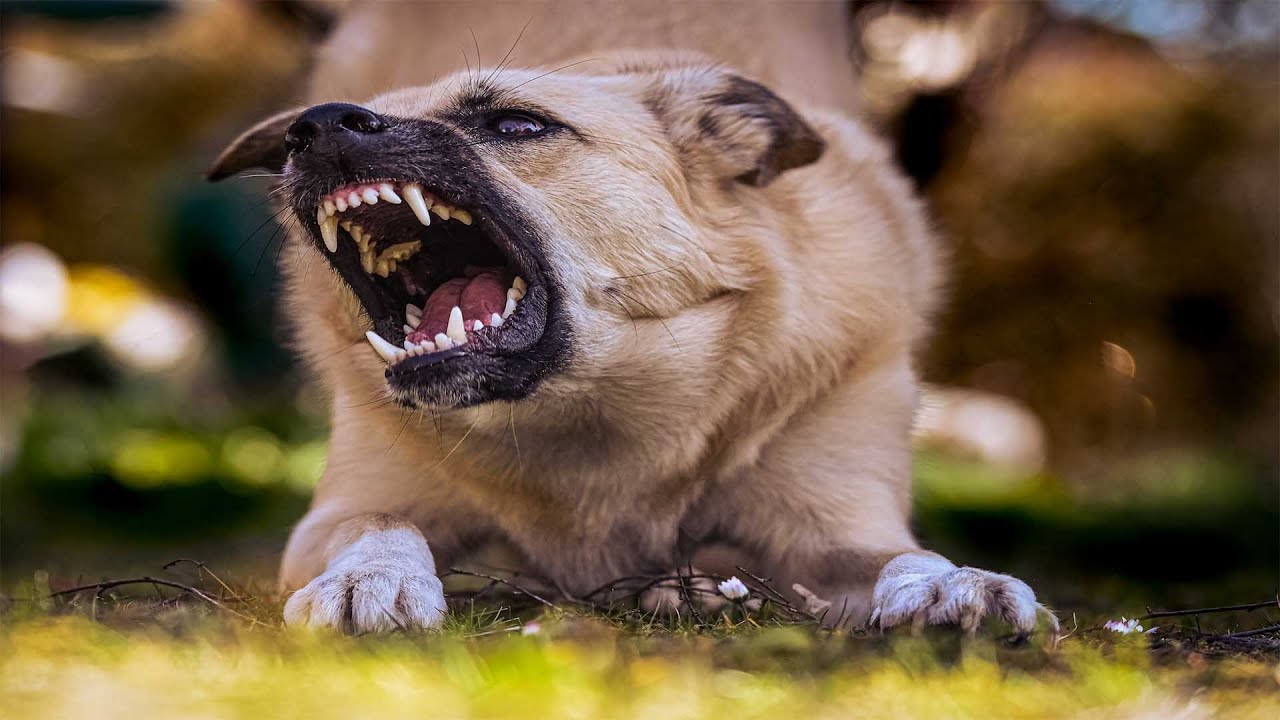 ANGRY DOGS BARKING sound effect Video| the thaat| perro ladrando video 2023|chien aboyant vidéo ...