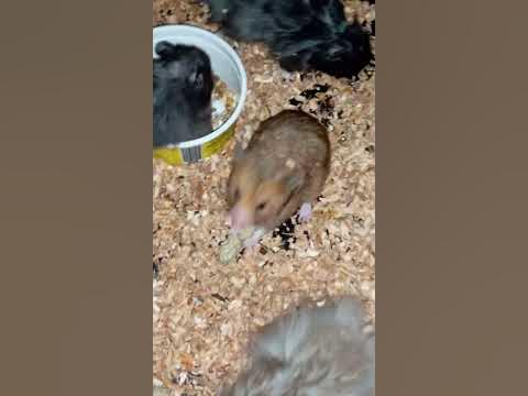Hamster kissing her 🤭🐹 - YouTube