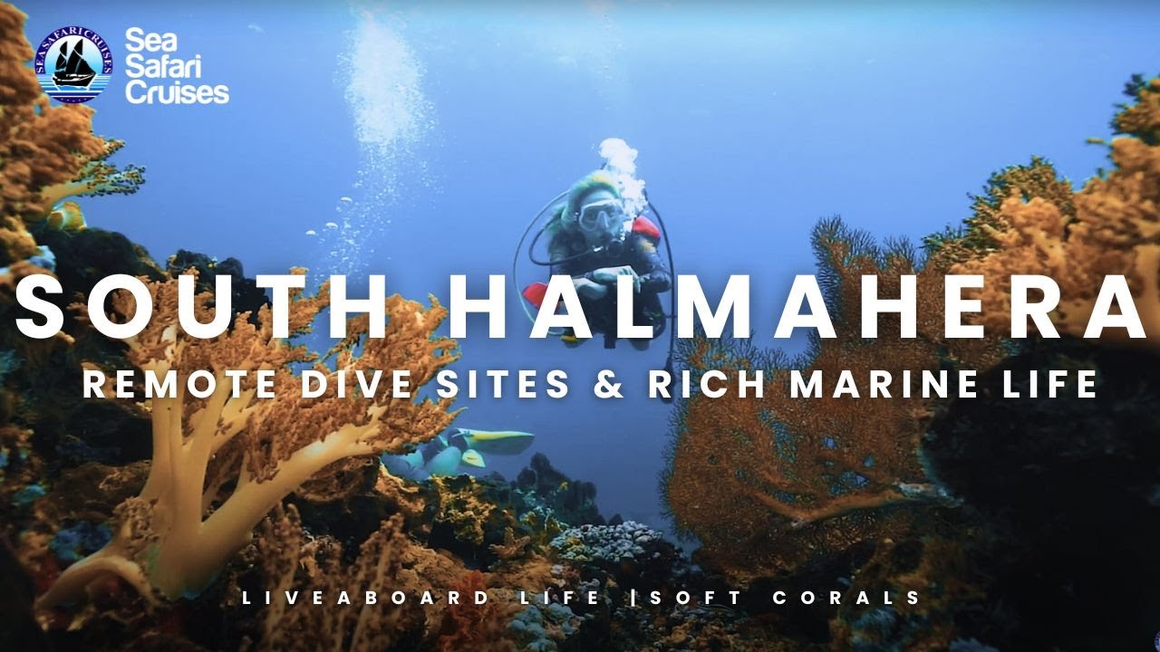 Liveaboard Diving Trip to South Halmahera! - YouTube