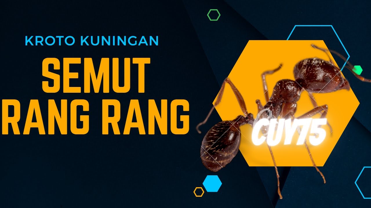 semut rang rang - YouTube