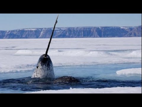 Qué Pasa con los Narvales l Mini Documental - YouTube