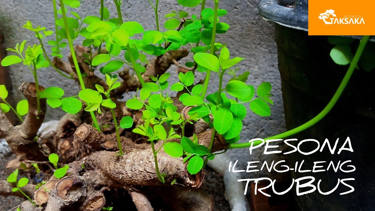 REVIEW TRUBUSAN ILENG-ILENG (PHYLLANTHUS RETICULATUS) - TAKSAKA BONSAI ...