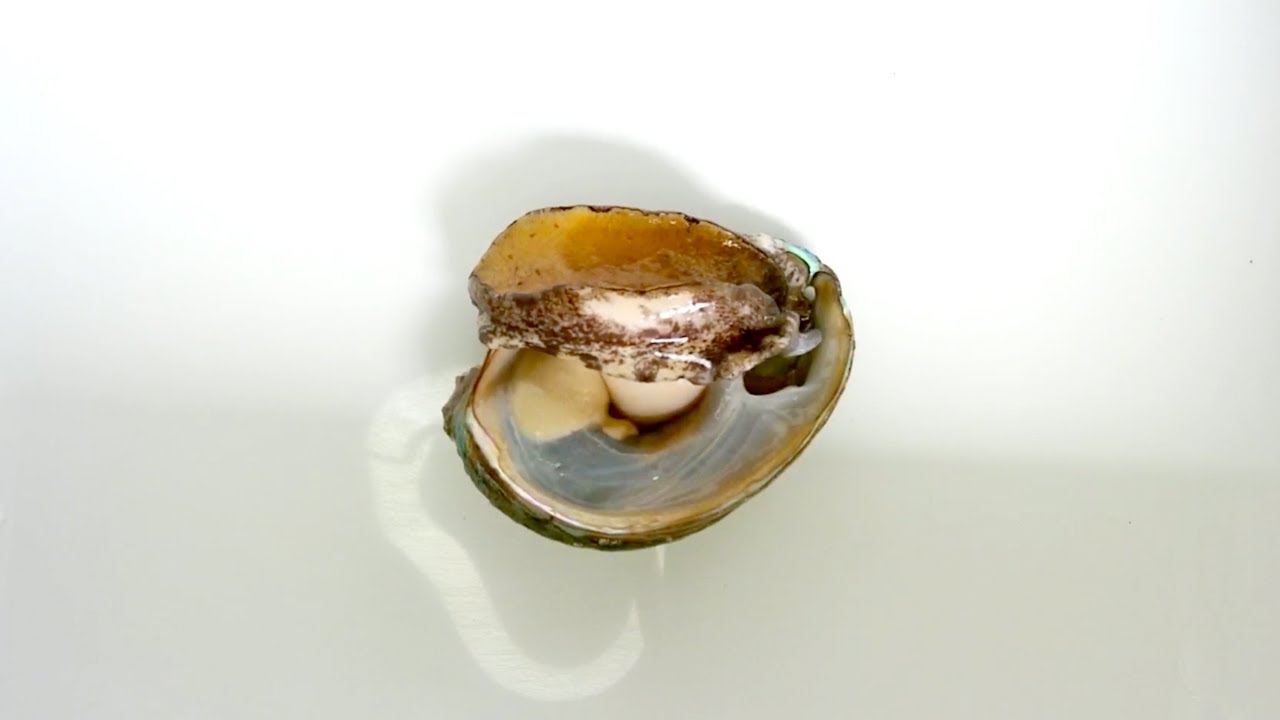 Time-lapse Filming: Abalone(alive) Rot Process [전복 부패 과정] - YouTube