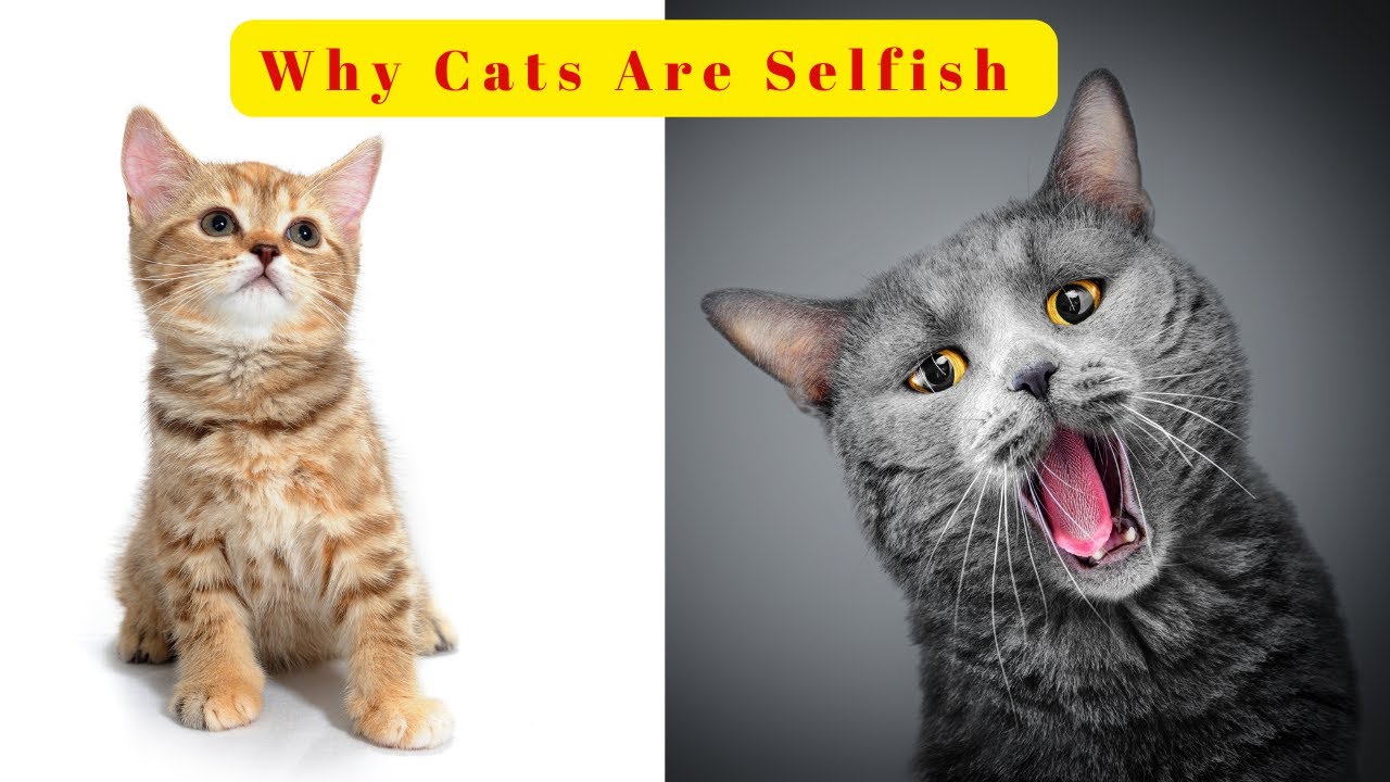 Why cats are selfish - YouTube