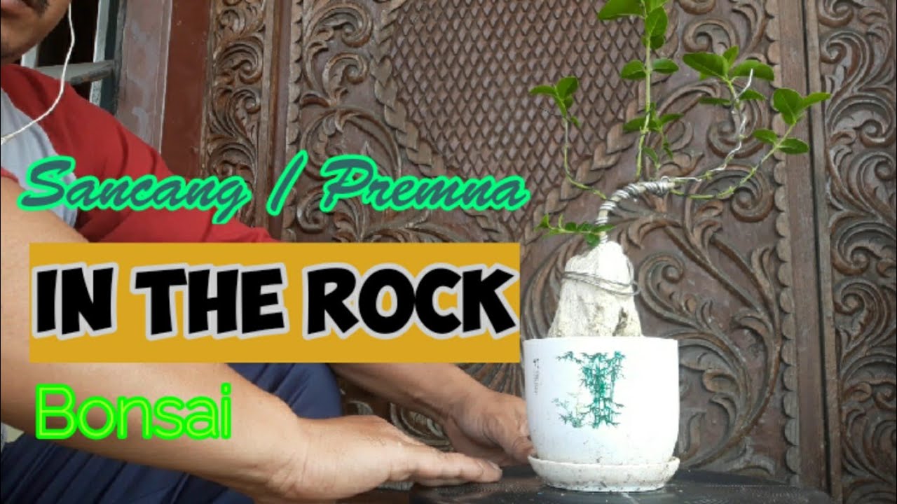 Bonsai Mini Sancang/ Premna IN THE ROCK - YouTube
