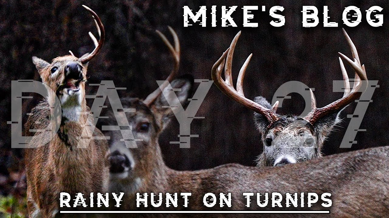 Turnip Plot On A Warm and Rainy Christmas Day, Eyes On A Future Stud ...