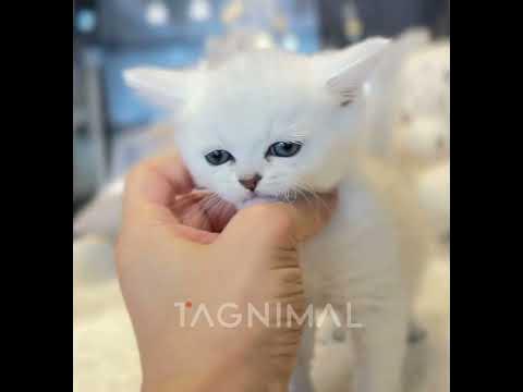 Tagnimal Tiga (British Shorthair) - YouTube