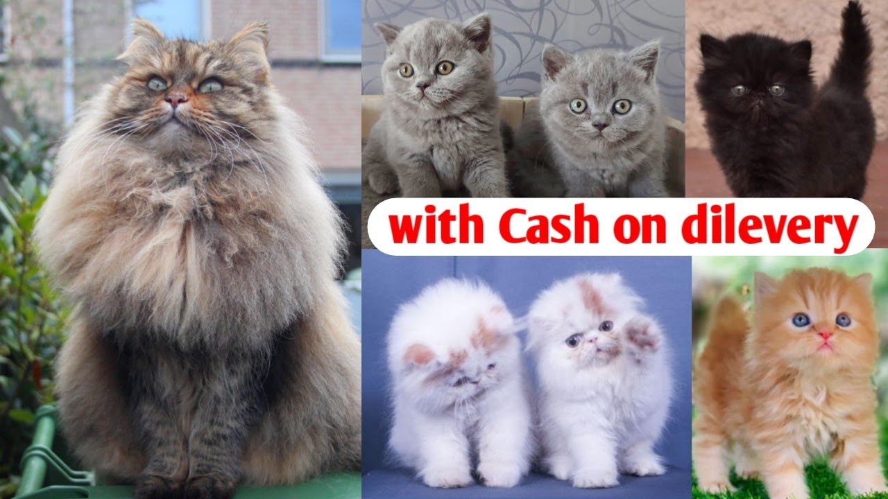 Cheapest Cat & Kittens Market in Delhi NCR | Kittens For Sale | Cash on ...