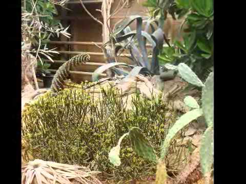 ZOO PARADISIO EN BELGIQUE - YouTube