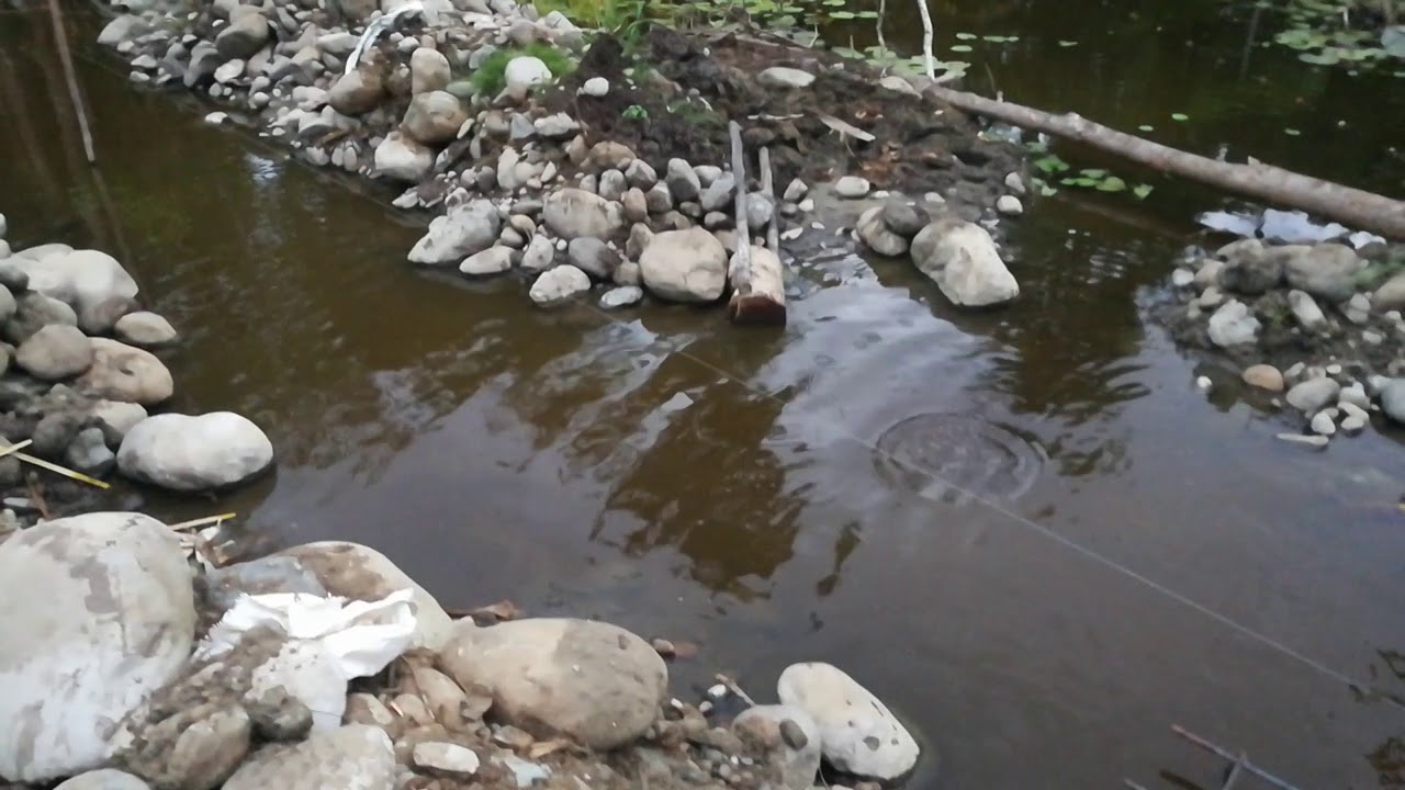 Asong galit sa gumagalaw na tubig 😂😂 - YouTube