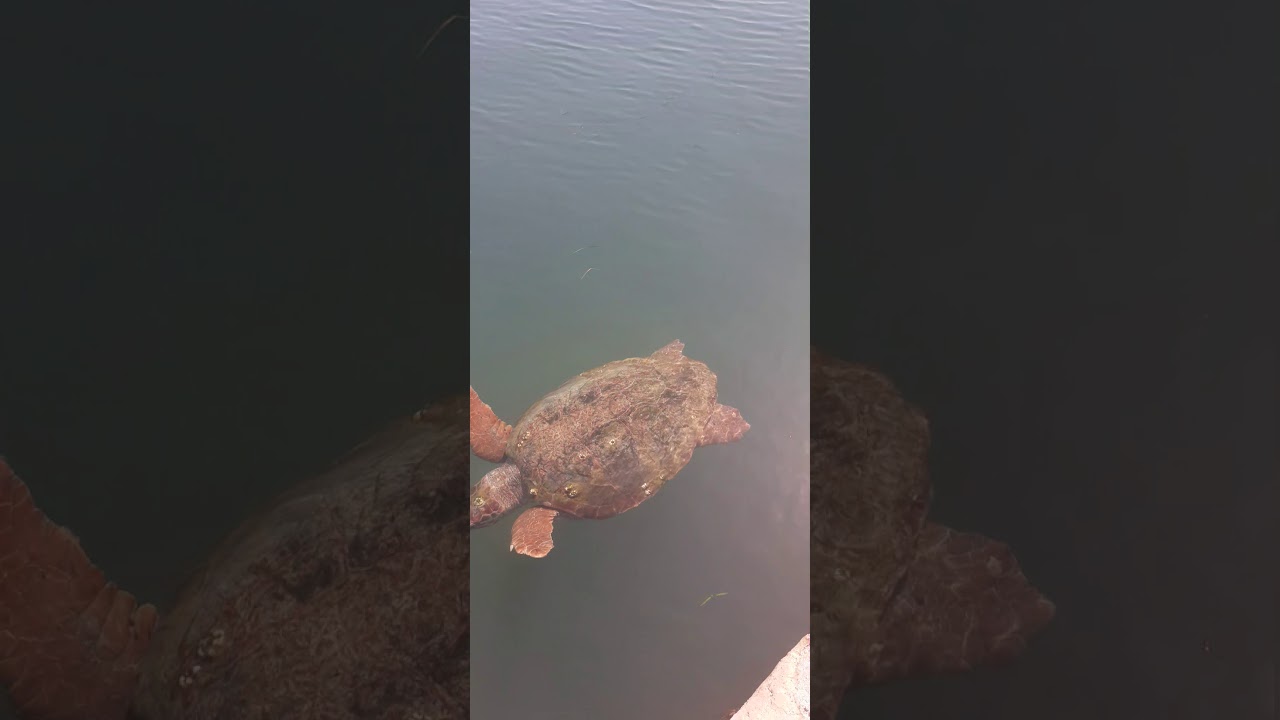 The turtles in Argostoli - Kefalonia - Greece - YouTube