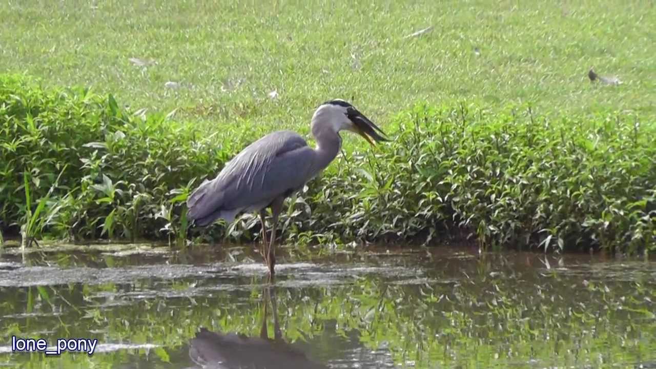 Great Blue Heron Fishing - YouTube
