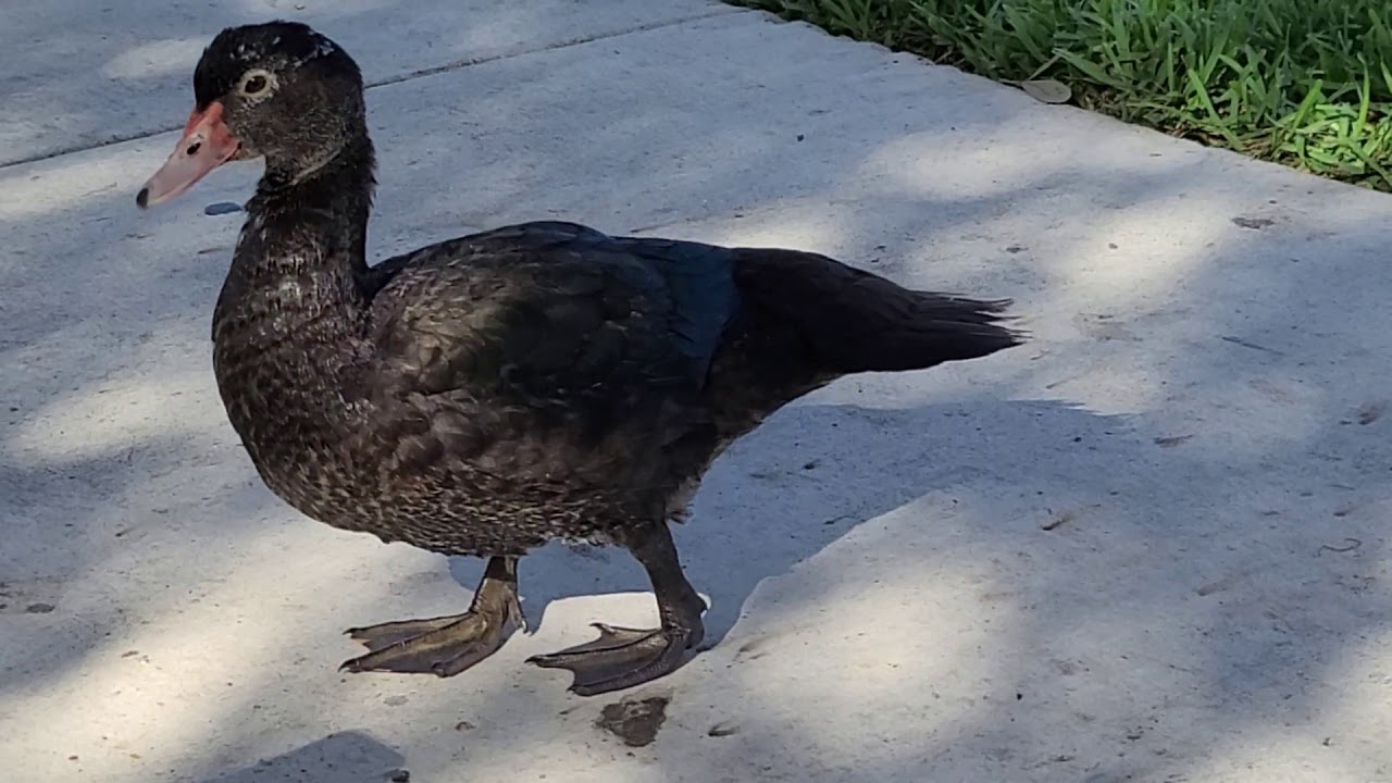 Well fed 3 month old Muscovy duckling - YouTube
