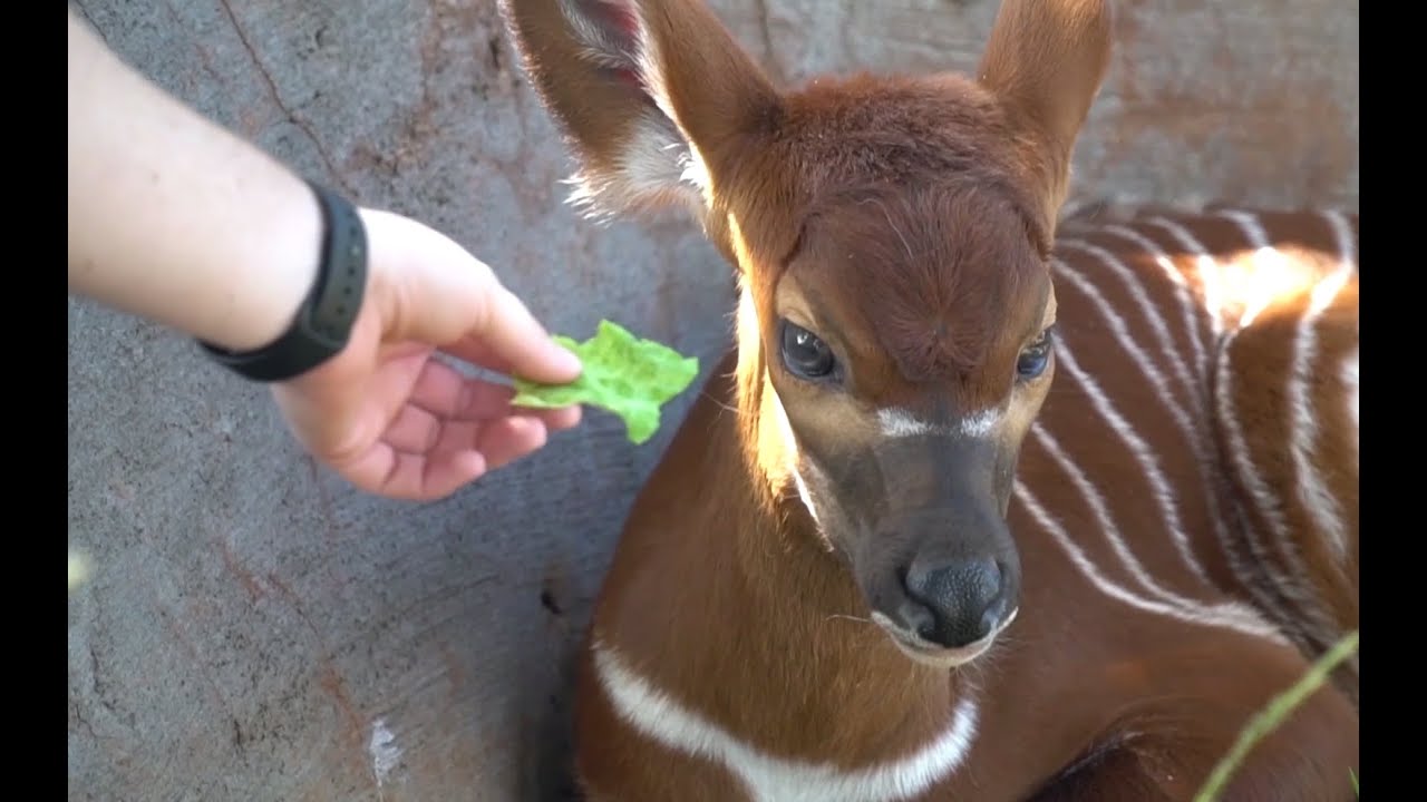 Visit a new baby bongo at the Honolulu Zoo - YouTube