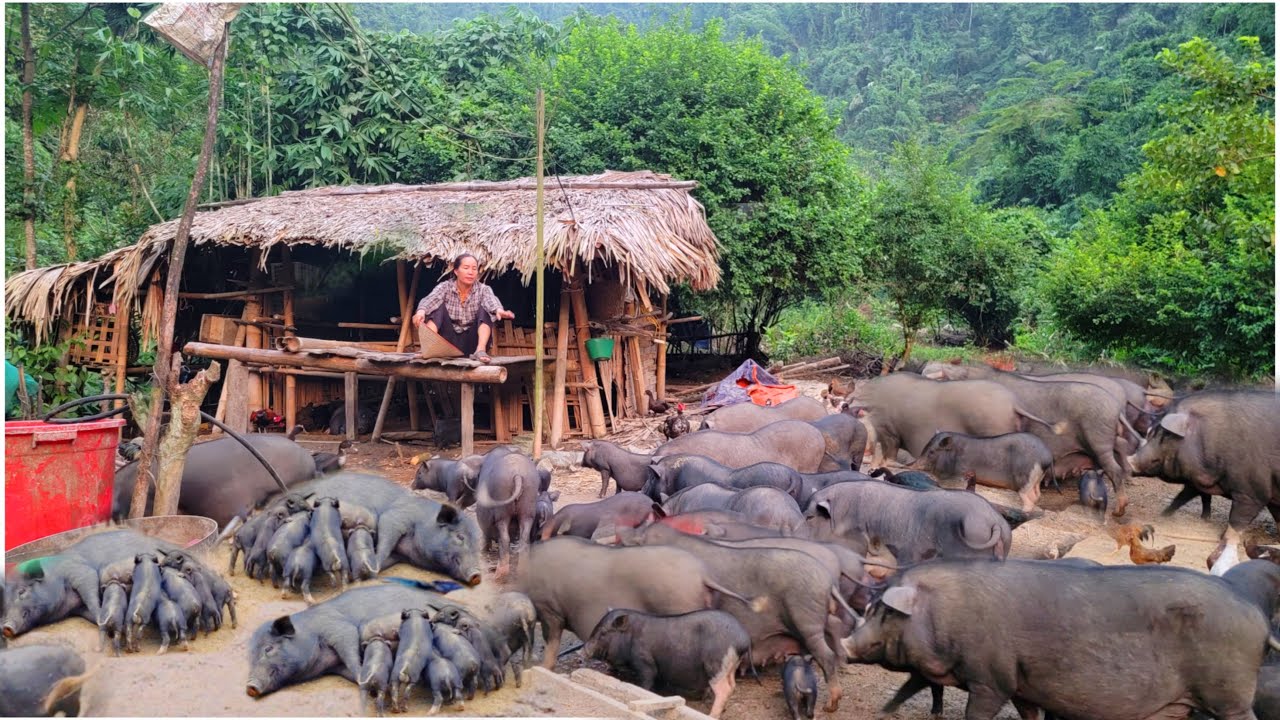 Building a black pig farm to raise hundreds of pigs, chickens and ducks - YouTube