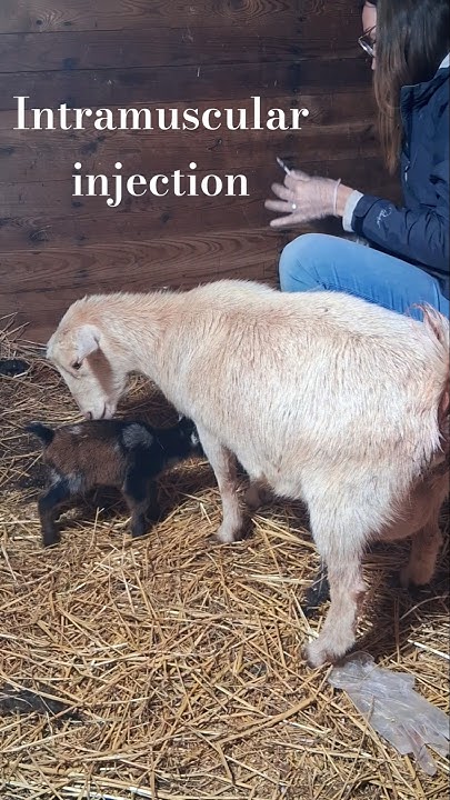 Intramuscular injection on Nigerian dwarf goat after delivery - YouTube