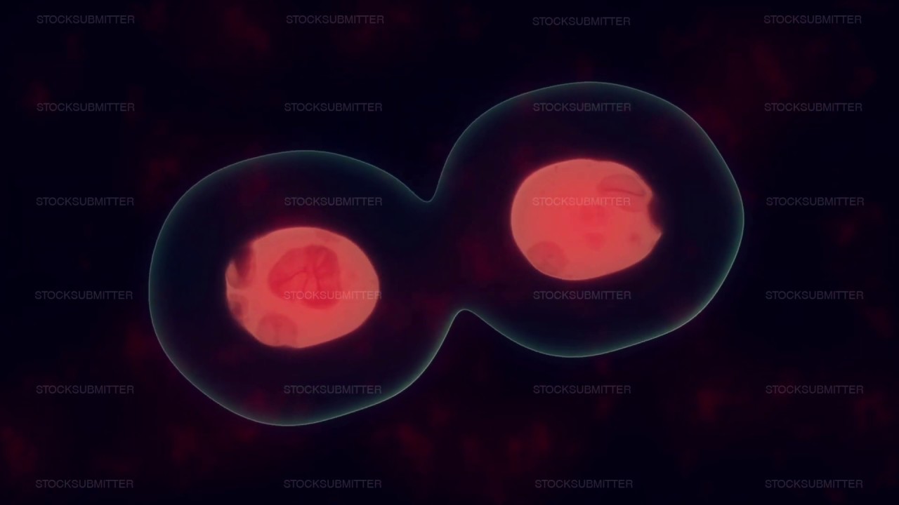 Cells divide under microscope. Mitosis process of cell division. - YouTube