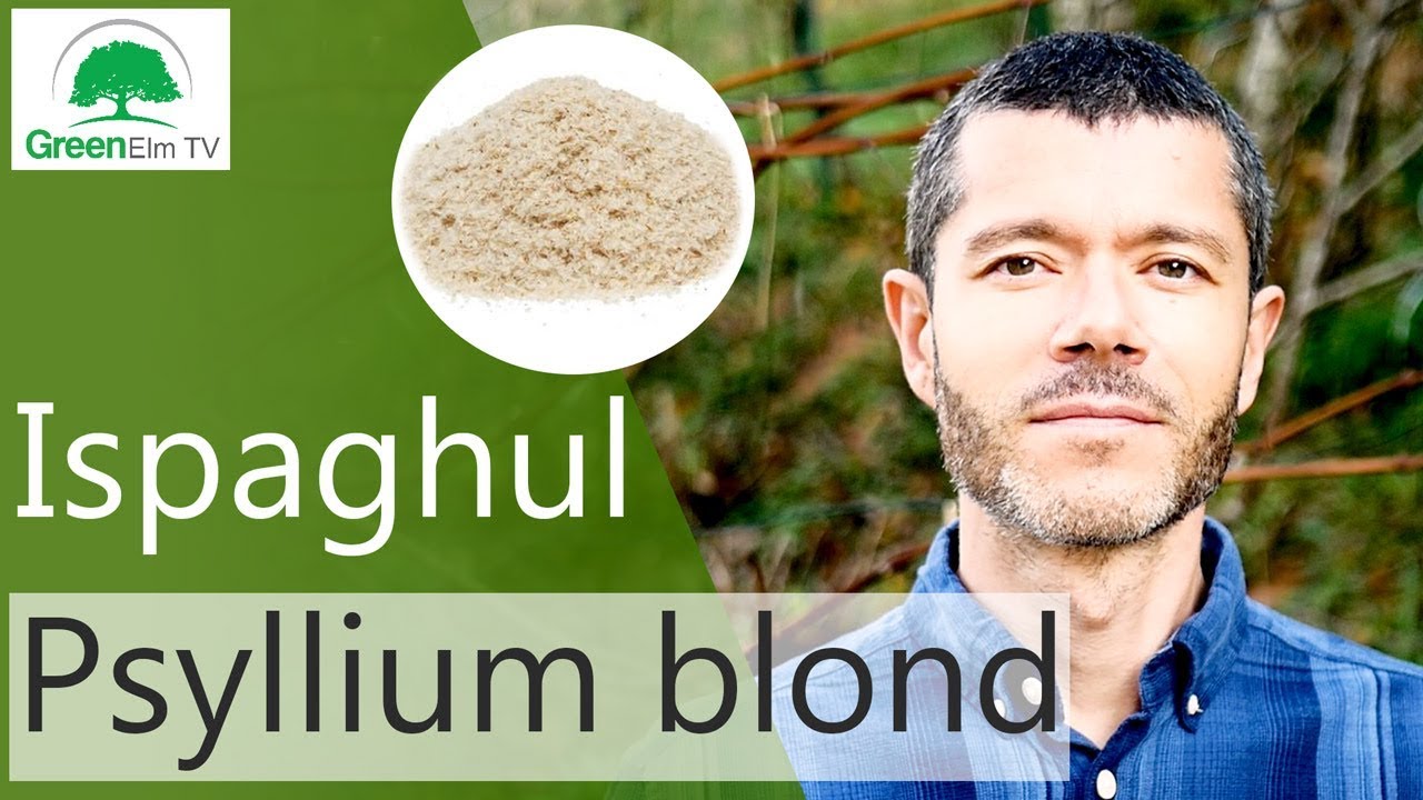 Ispaghul, Psyllium blond - Propriétés, Conseils, Usages [2018] - YouTube
