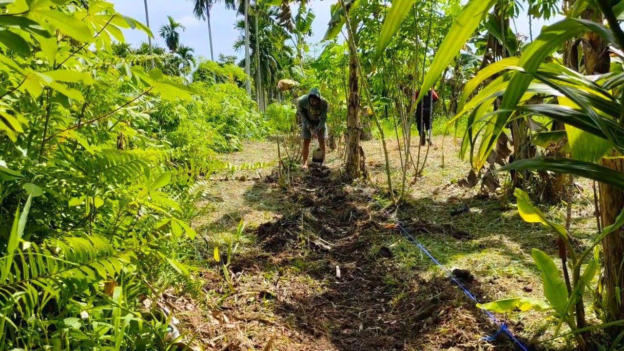 Soil cleaning for the creation of a monkey baby playground - YouTube