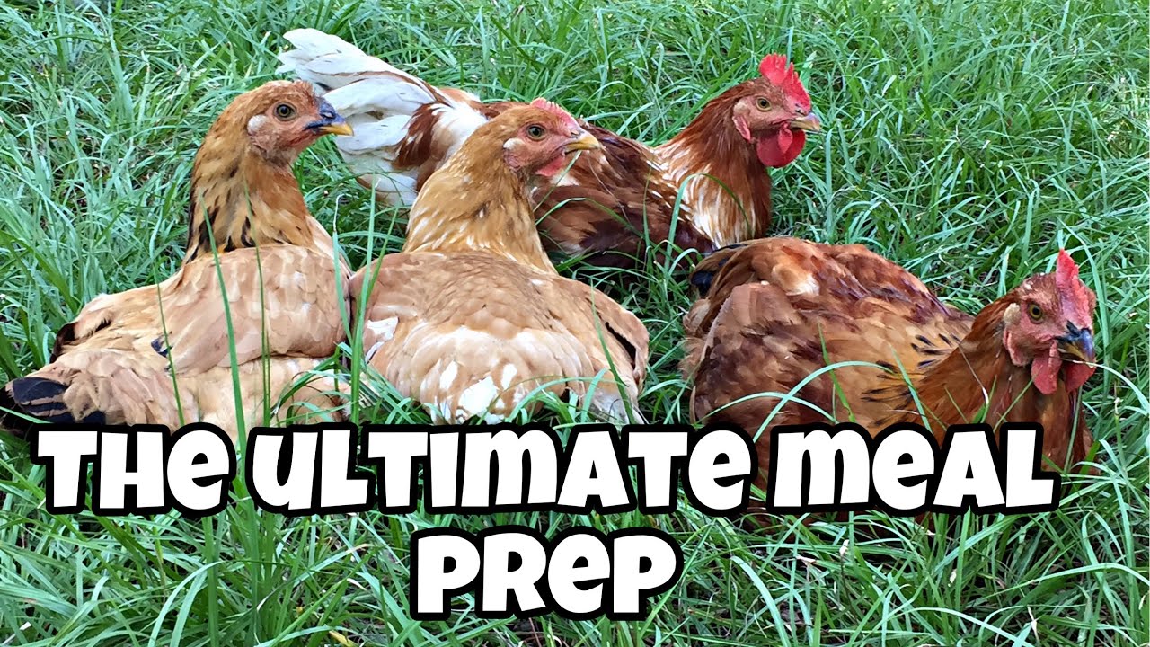 PROCESSING DAY | Red Ranger Chickens & White Broad Breasted Turkeys ...