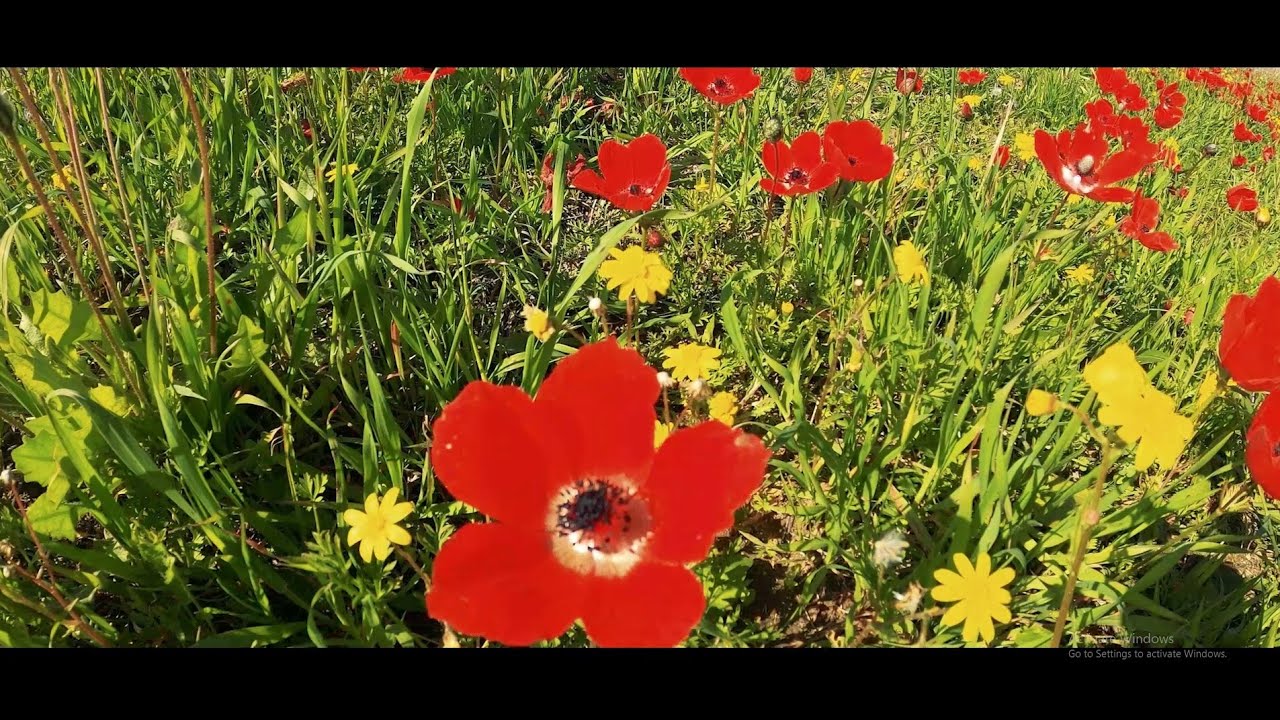 Darom Adom 2020 - YouTube