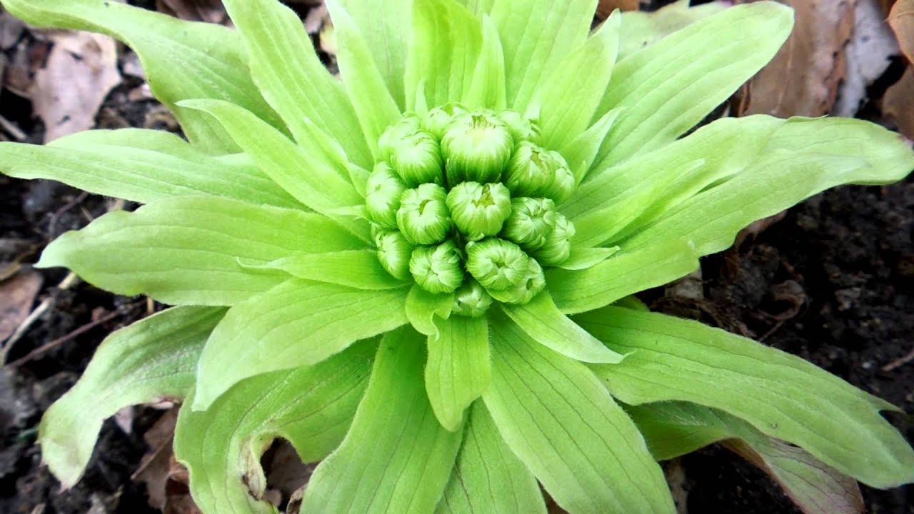 Butterbur flower stalk フキノトウ ふきのとう 蕗の薹 fukinotou - YouTube