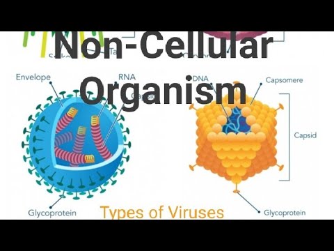 Virus Study || Non - Cellular organism || Types of virus - YouTube