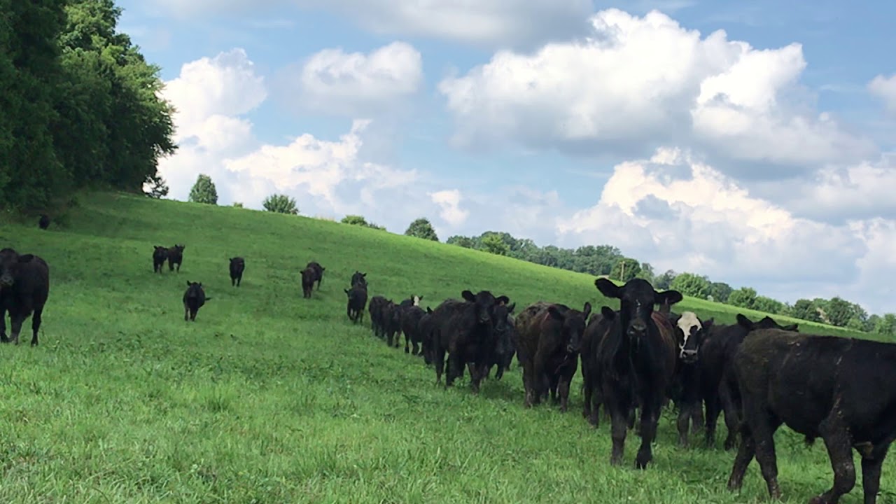 Cedar Meadow Meats - Cattle Running - YouTube