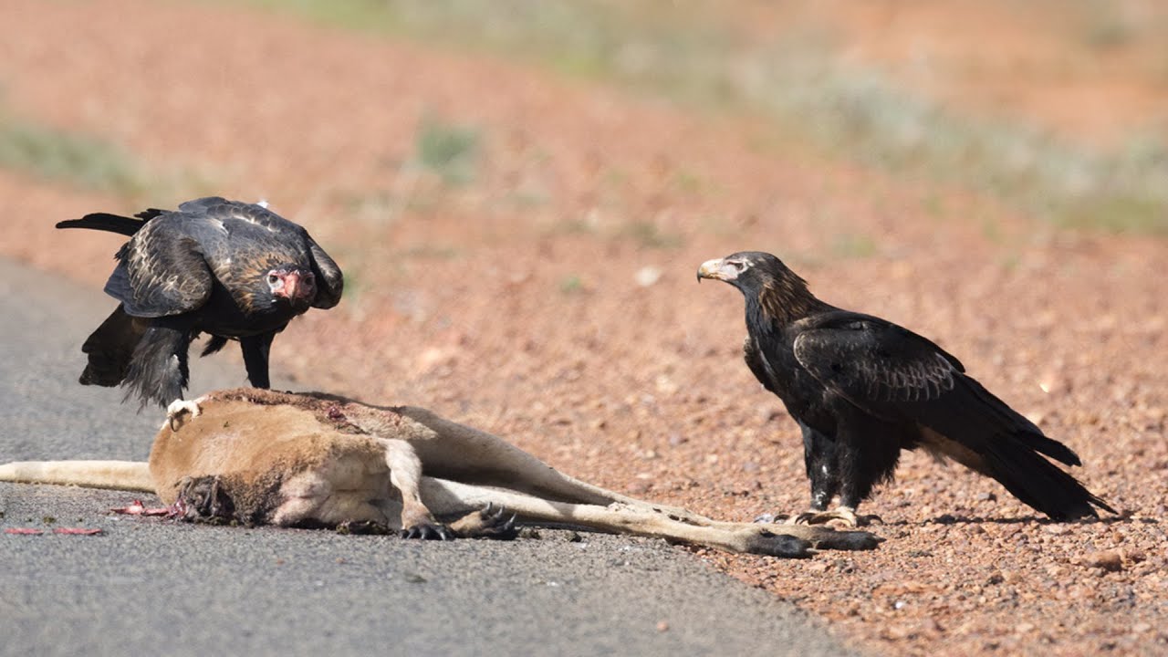 How Eagle Attack Kangaroo Success? - YouTube