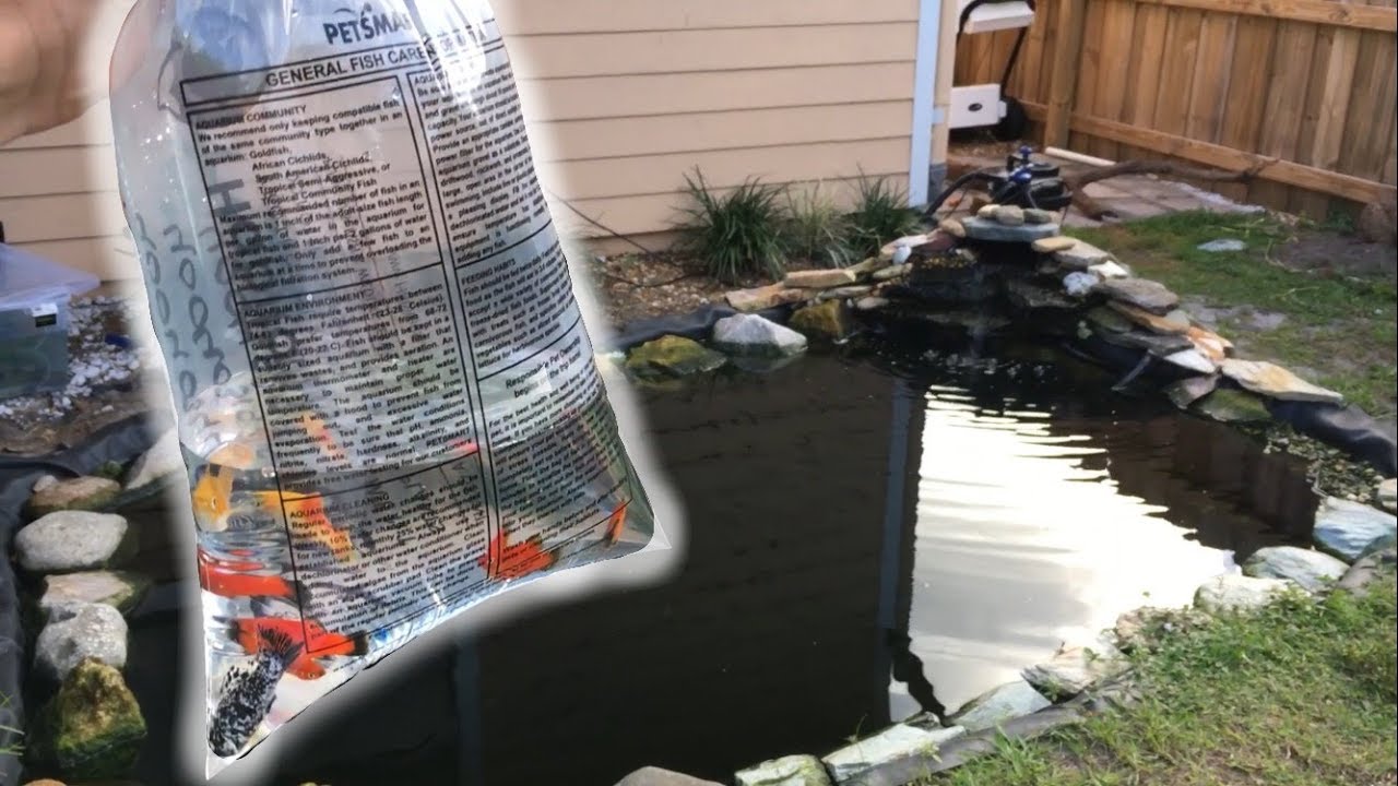 COLORFUL MOLLY FISH Pond Restock! - YouTube