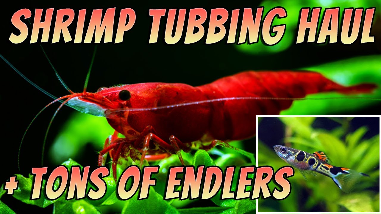End of Bloody Mary Shrimp Summer Tubbing 2022 - Neocaridina Shrimp ...