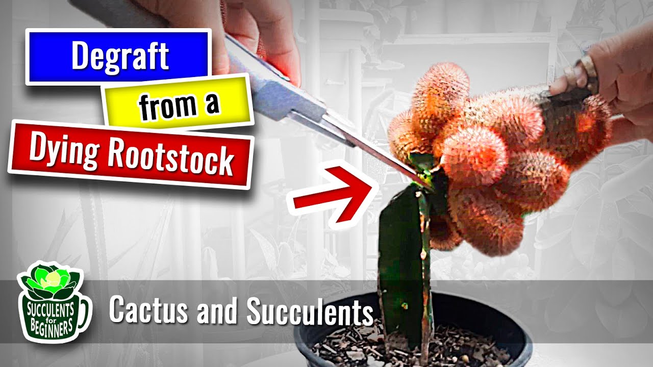 Part 1: Cactus Plant Care Tips : Degrafting a Scion from a Dying ...