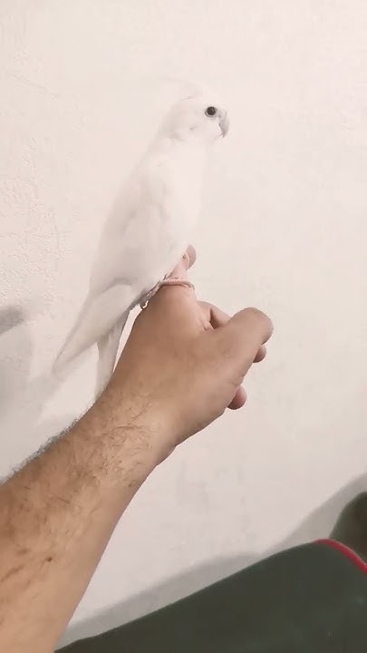 طير كوكتيل ألبينو عيون حمر Youtube