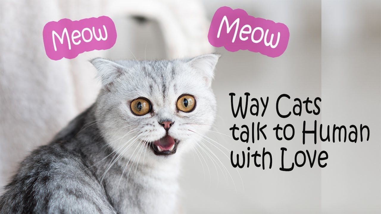 Adorable Cats Meowing - Talk to Human with LOVE | Cats sound ...