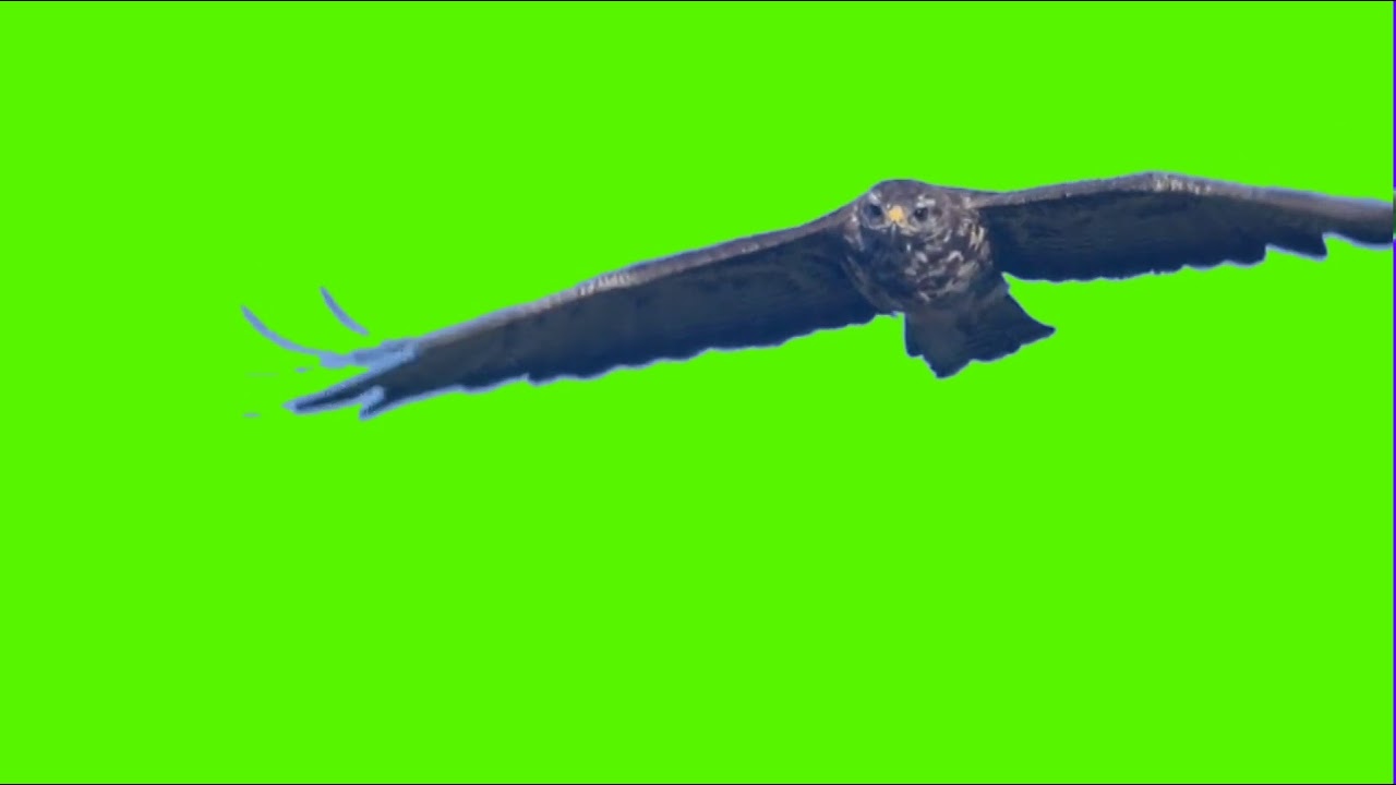 green screen background || Birds flight in the sky - YouTube