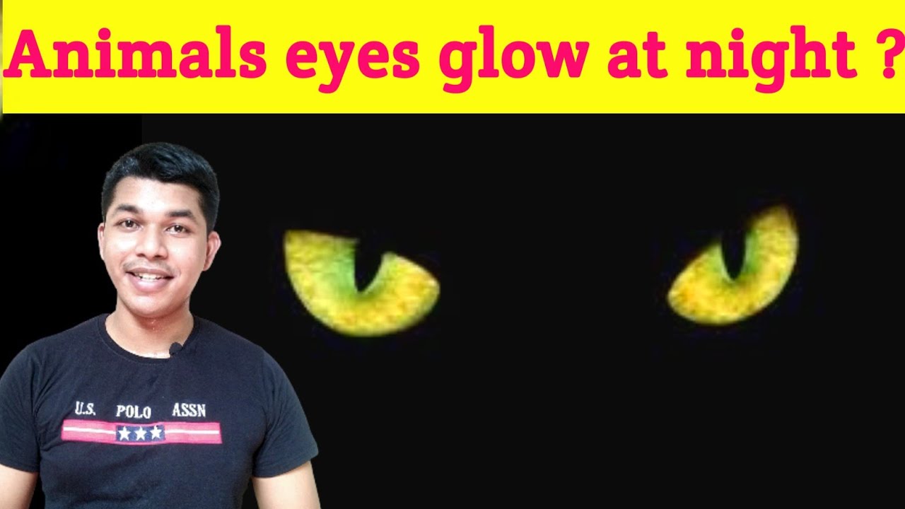 Why Do Animal Eyes Glow At Night SCIENCE COLLECTOR YouTube